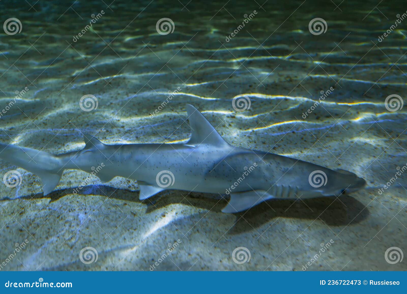 Predator Fish at the Bottom of the Ocean Stock Image - Image of ...