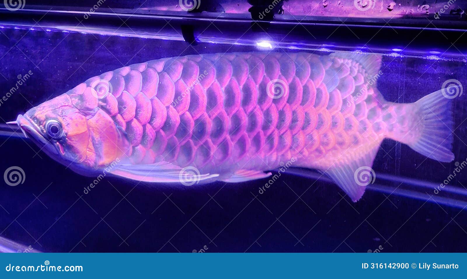 Predator Fish Super Red Arwana Stock Photo - Image of arwana, super ...