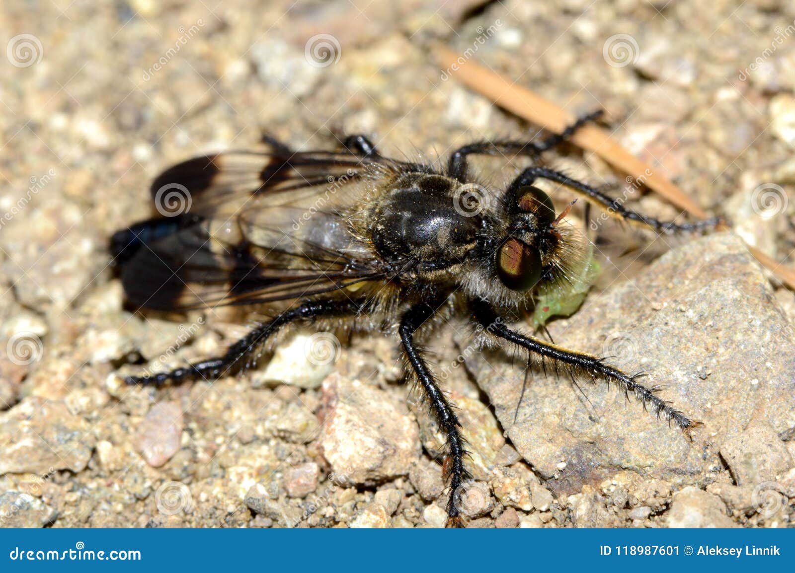 Predator fly ktyr stock image. Image of predator, insect - 118987601