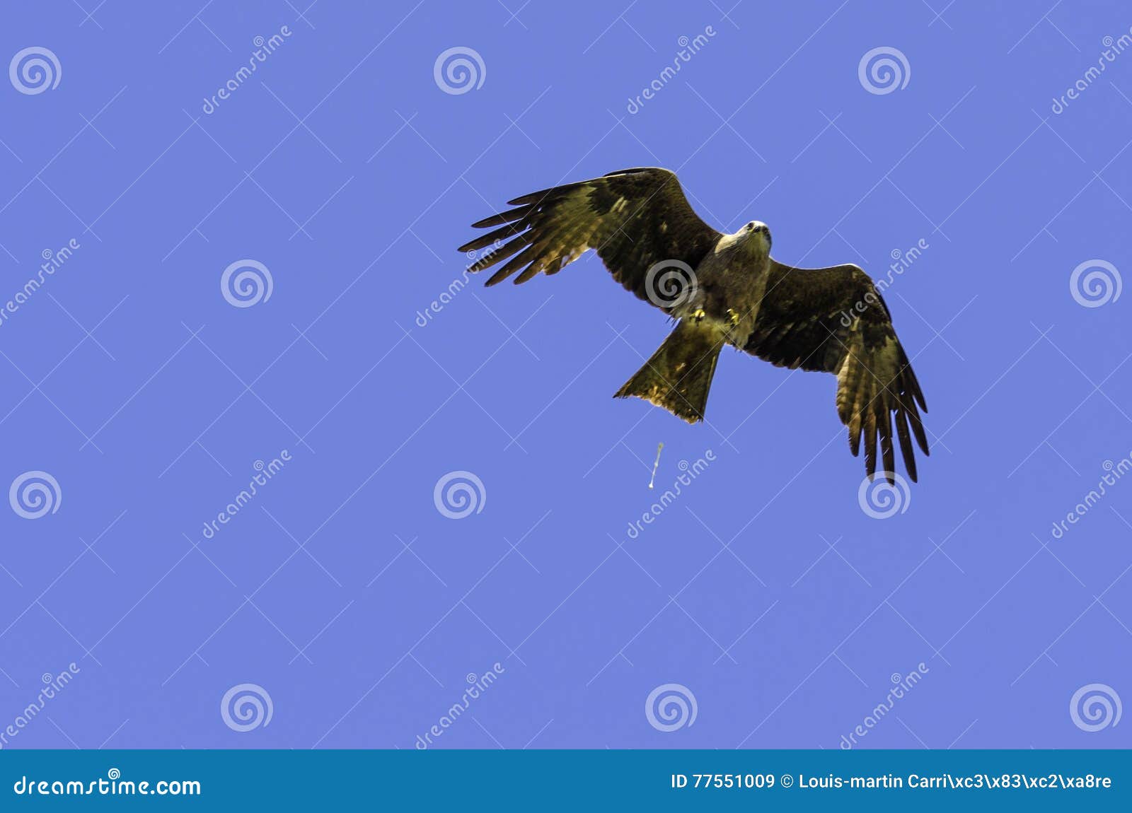 Predator flying stock image. Image of cloud, eagle, bird - 77551009