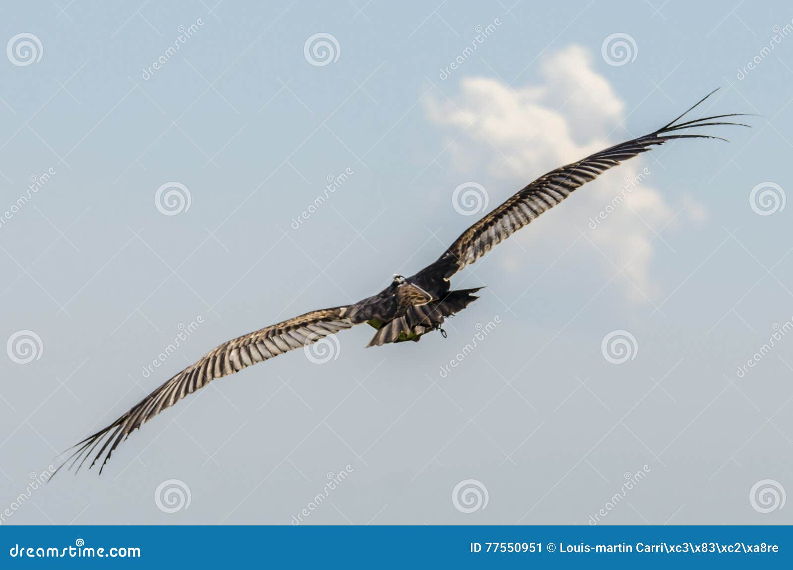 Predator flying stock image. Image of predator, cloud - 77550951