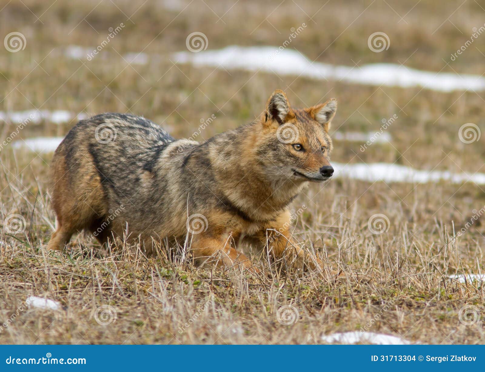 The predator stock photo. Image of tail, predator, mouth - 31713304