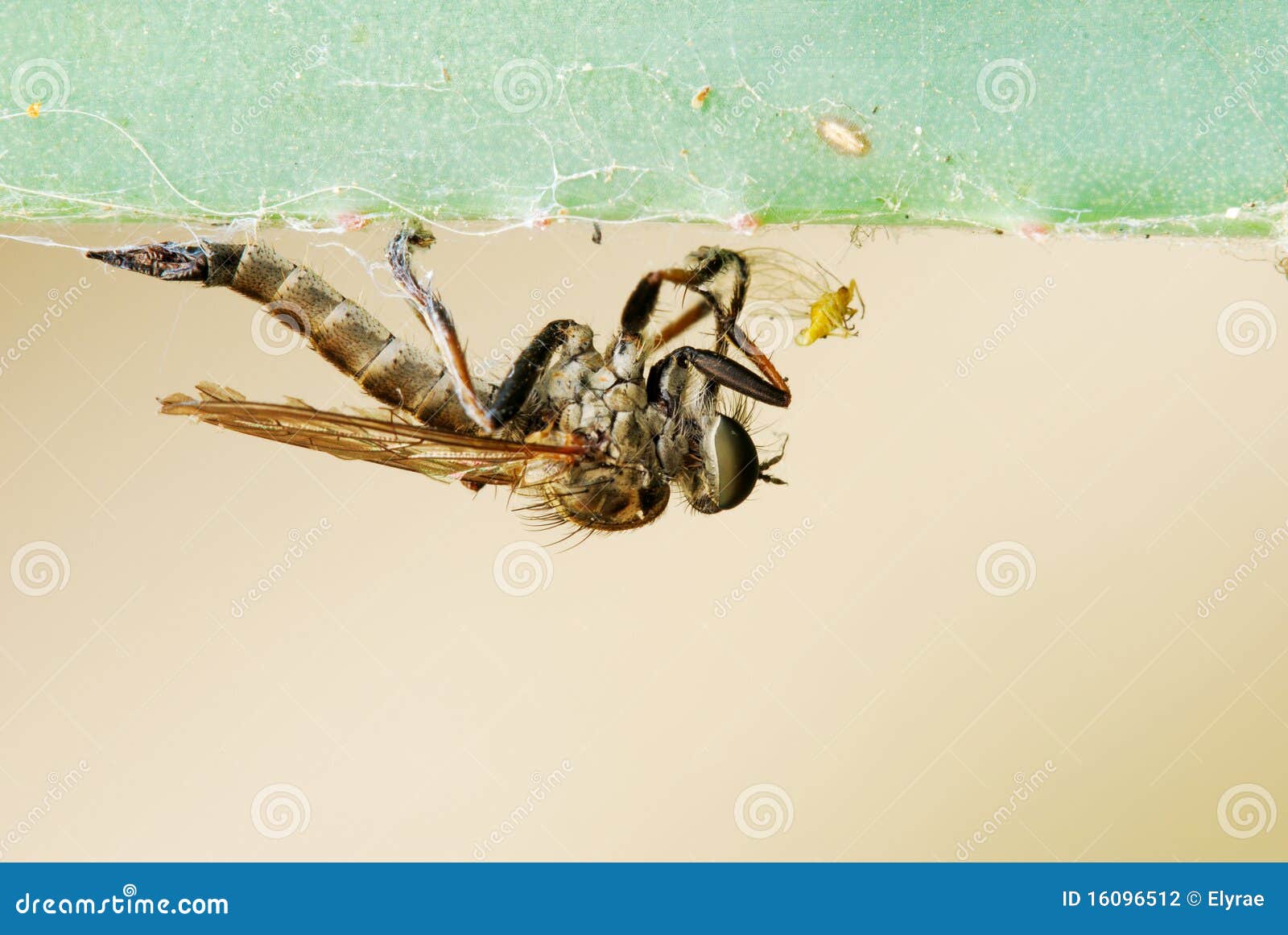 Predator insect stock photo. Image of wing, nature, legs - 16096512