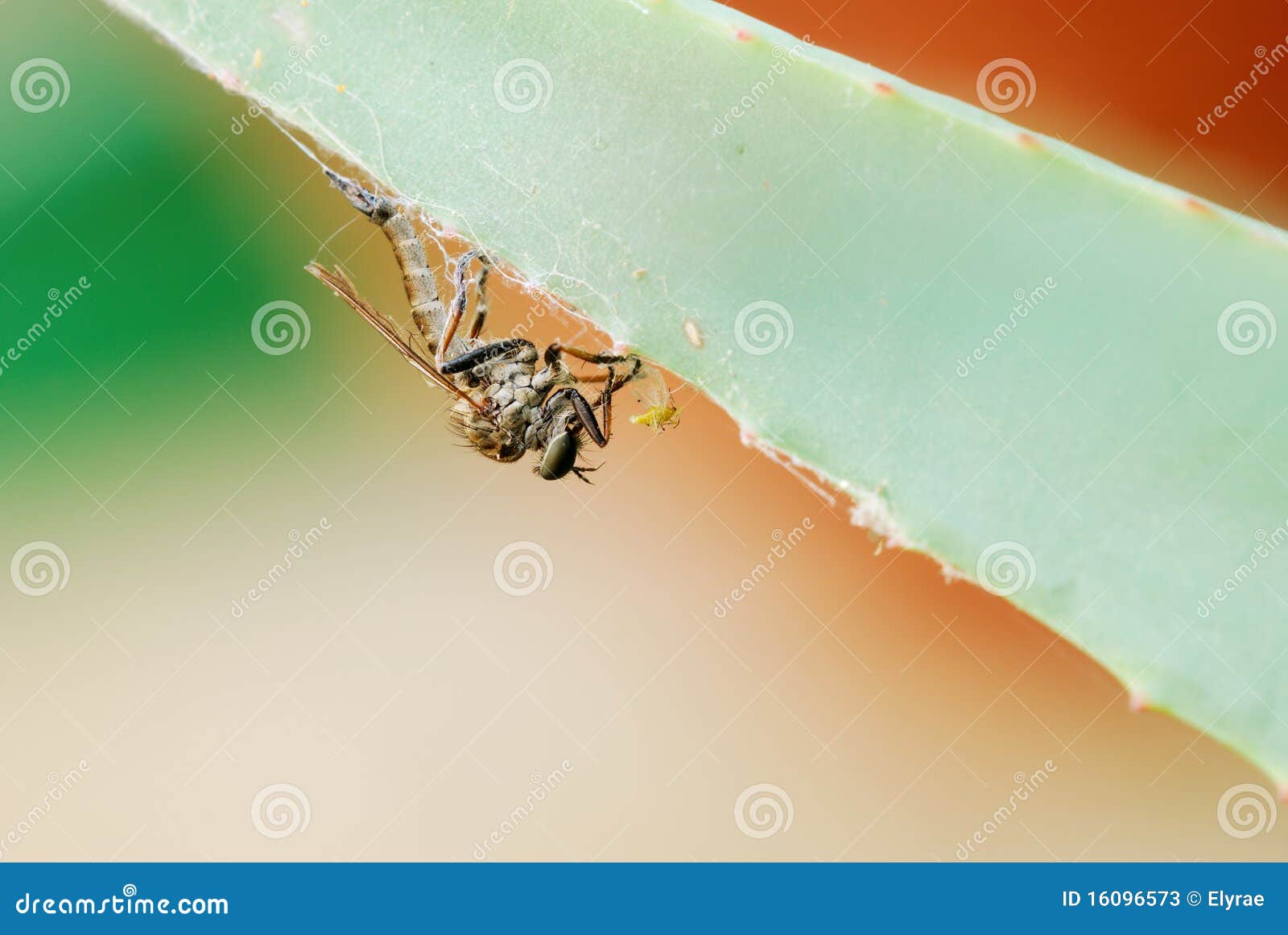 Predator insect stock image. Image of fauna, legs, creature - 16096573