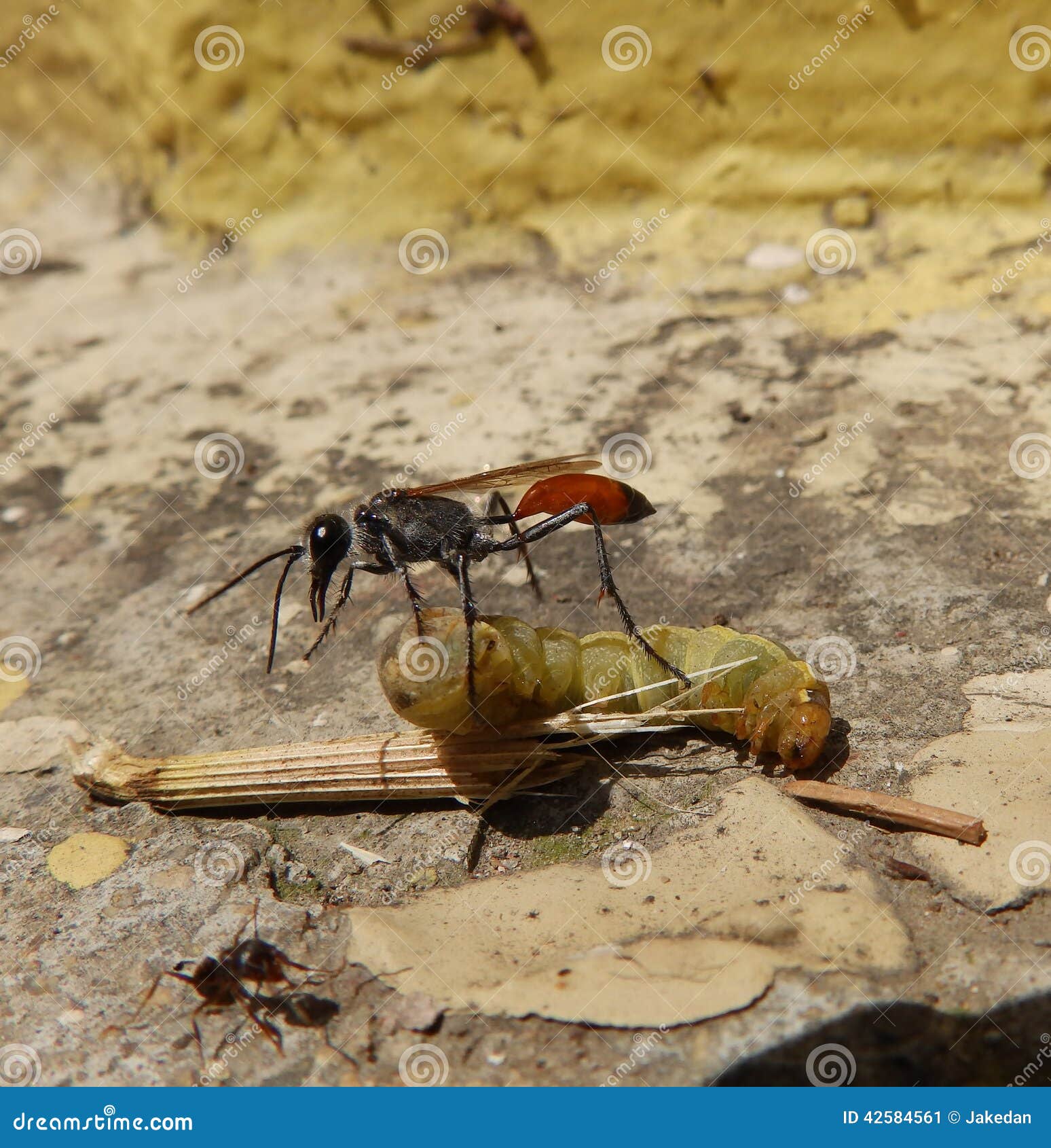 Predator insect and prey stock image. Image of caterpillar - 42584561