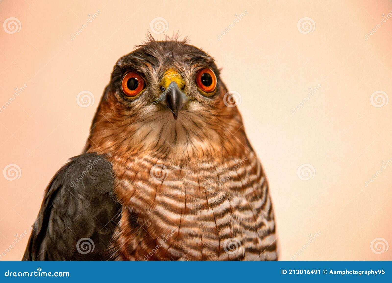 Portrait of a Predator Looking at the Camera Stock Image - Image of ...
