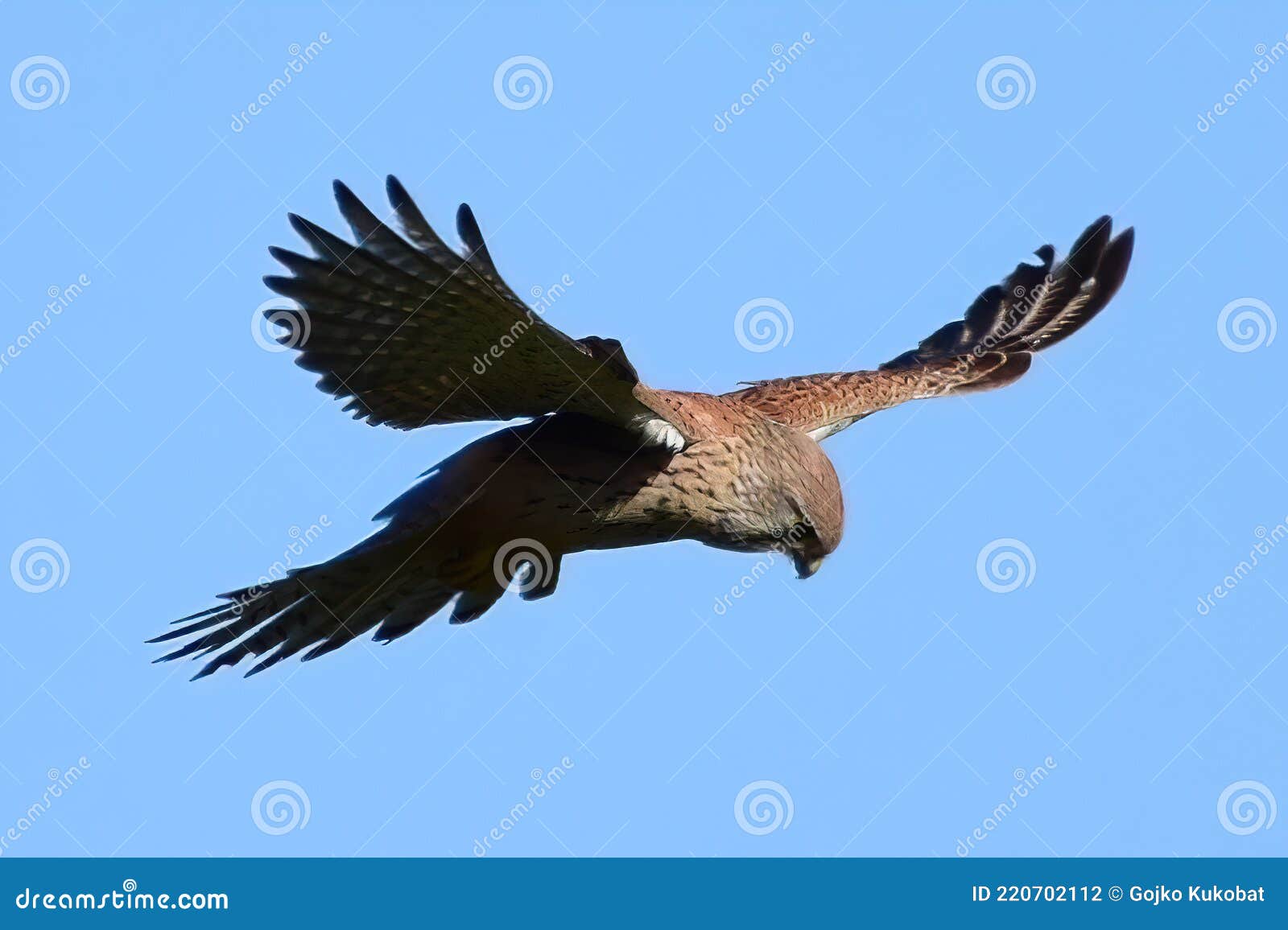 The Predator is Looking for Prey Stock Photo - Image of branch ...