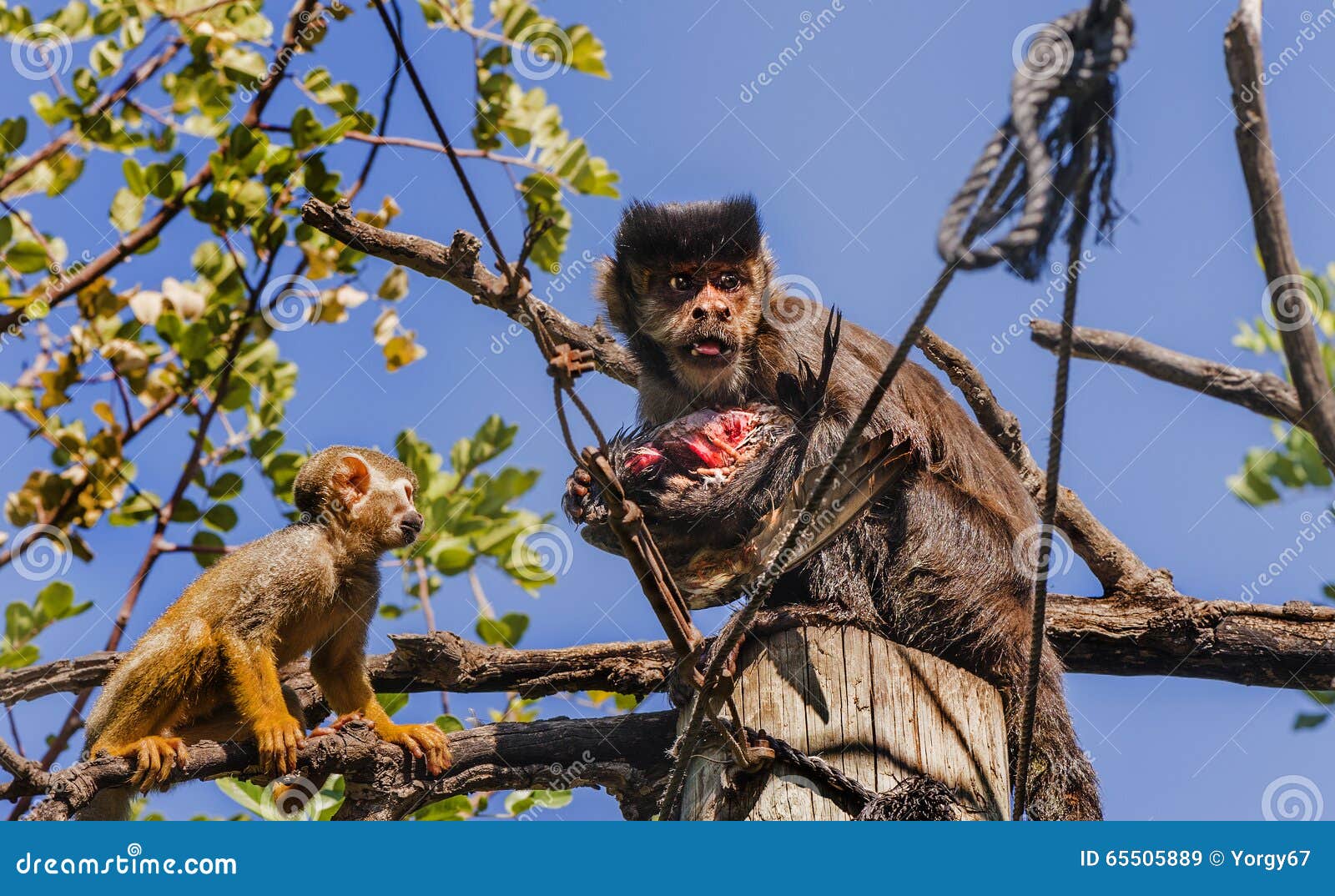 Predator Monkey with a Quarry and a Squirrel Monkey Chasing it Stock ...