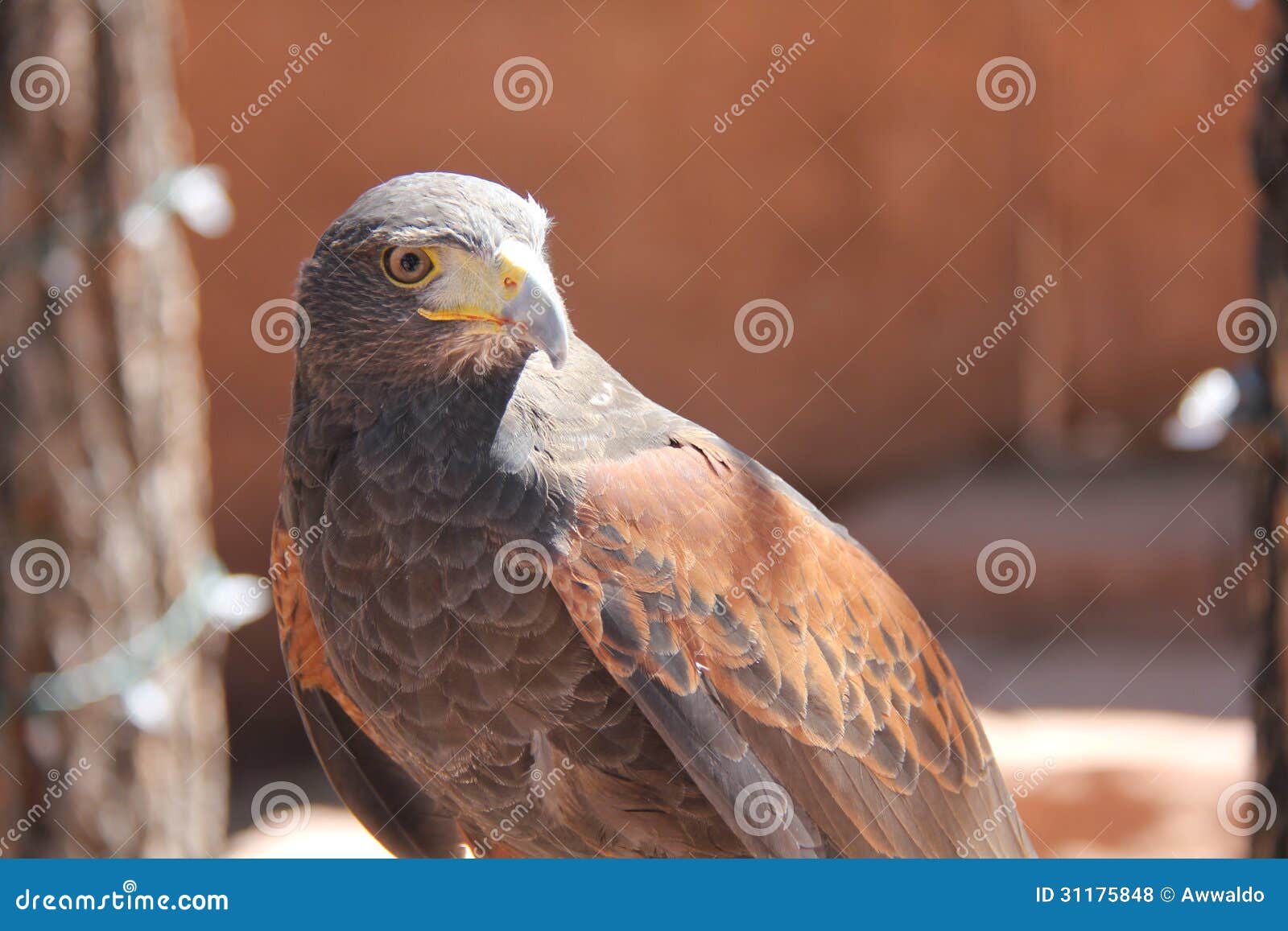 Predator Perched stock photo. Image of claws, bearazona - 31175848