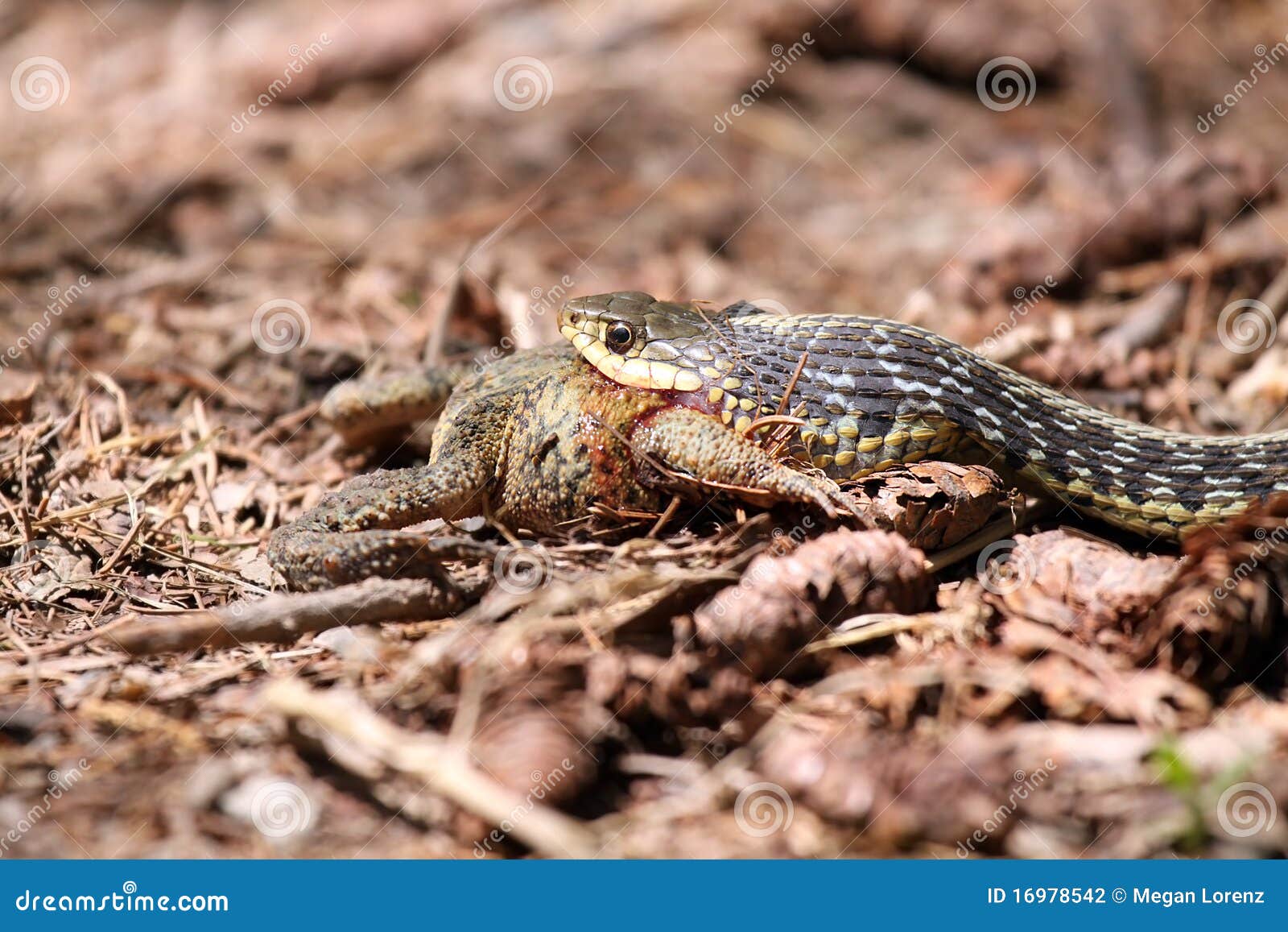 Predator & Prey stock photo. Image of hunting, swallowing - 16978542
