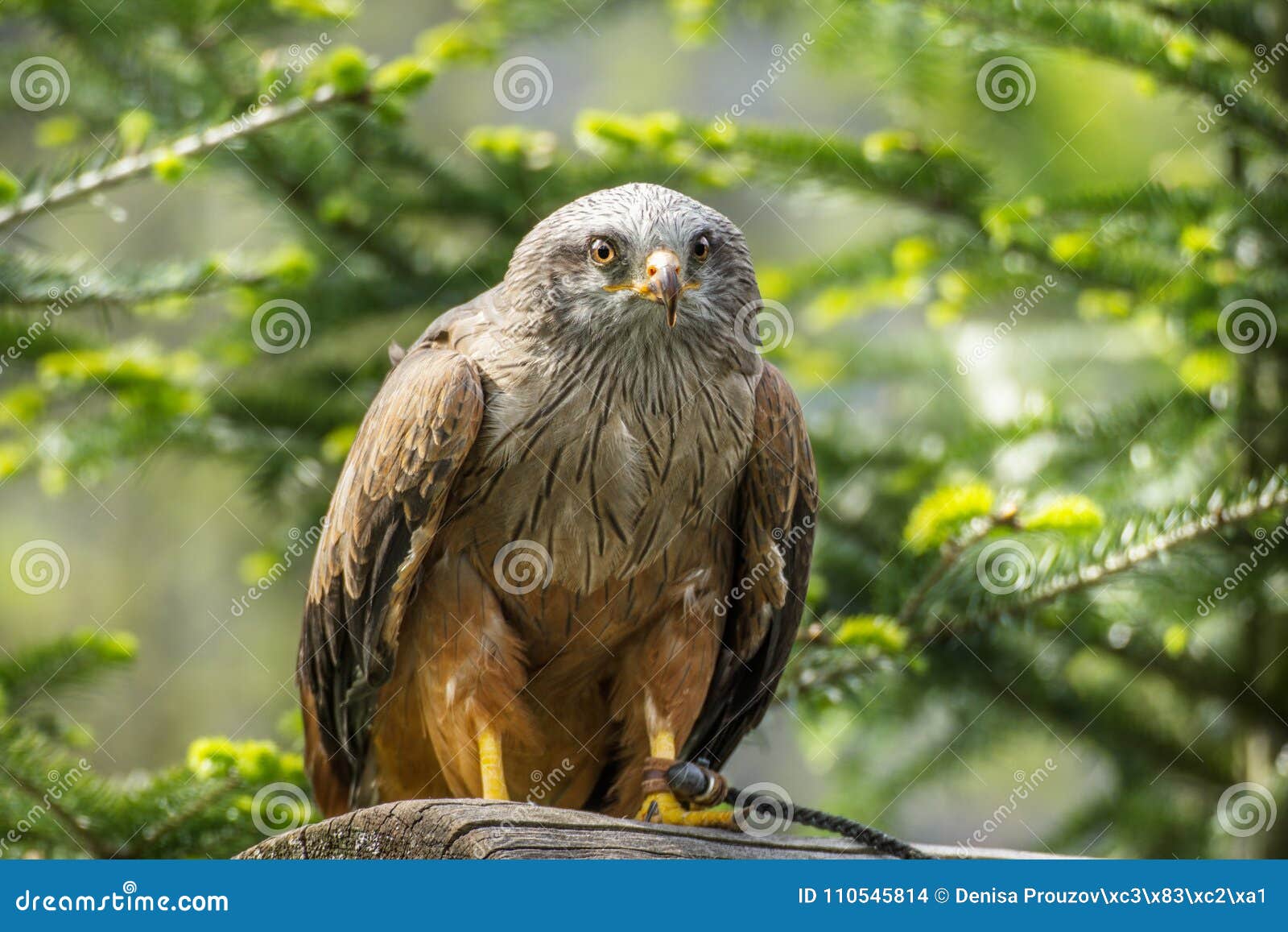 Predator Red Kite stock photo. Image of wild, post, feather - 110545814