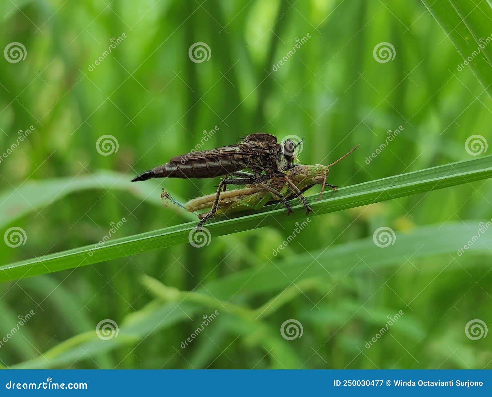 Flies Are Eating Insects. Stock Image | CartoonDealer.com #143090389