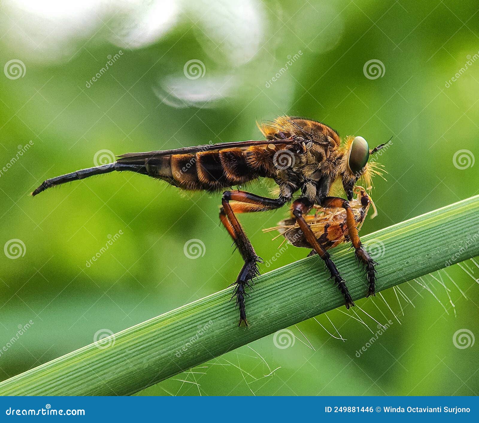 The Predator of Robber Flies with Prey Stock Photo - Image of dragonfly ...