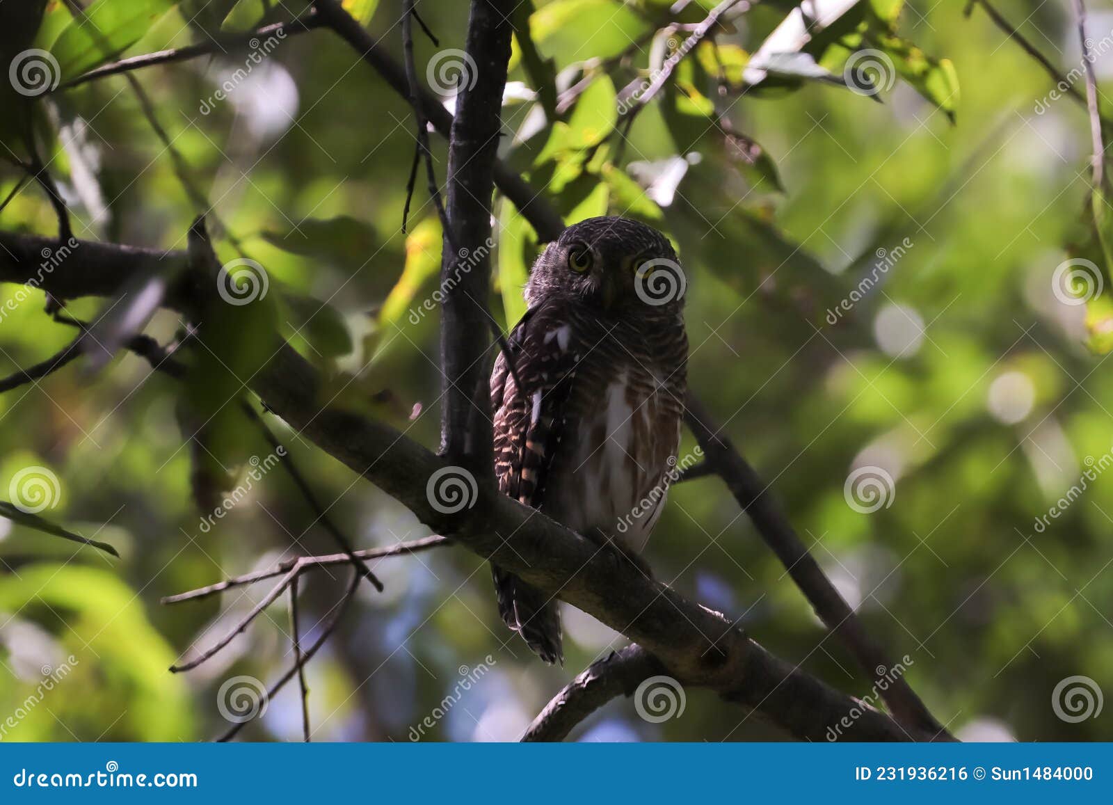 Predator S Eyes on a Tree in a Public Natural Forest Park Stock Photo ...