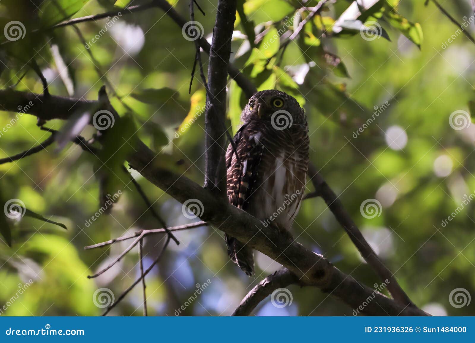 Predator S Eyes on a Tree in a Public Natural Forest Park Stock Photo ...