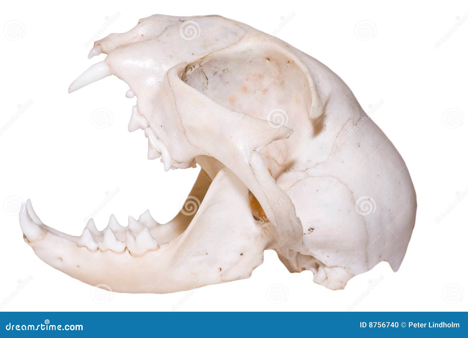 Predator Skull Royalty-Free Stock Image | CartoonDealer.com #8756740