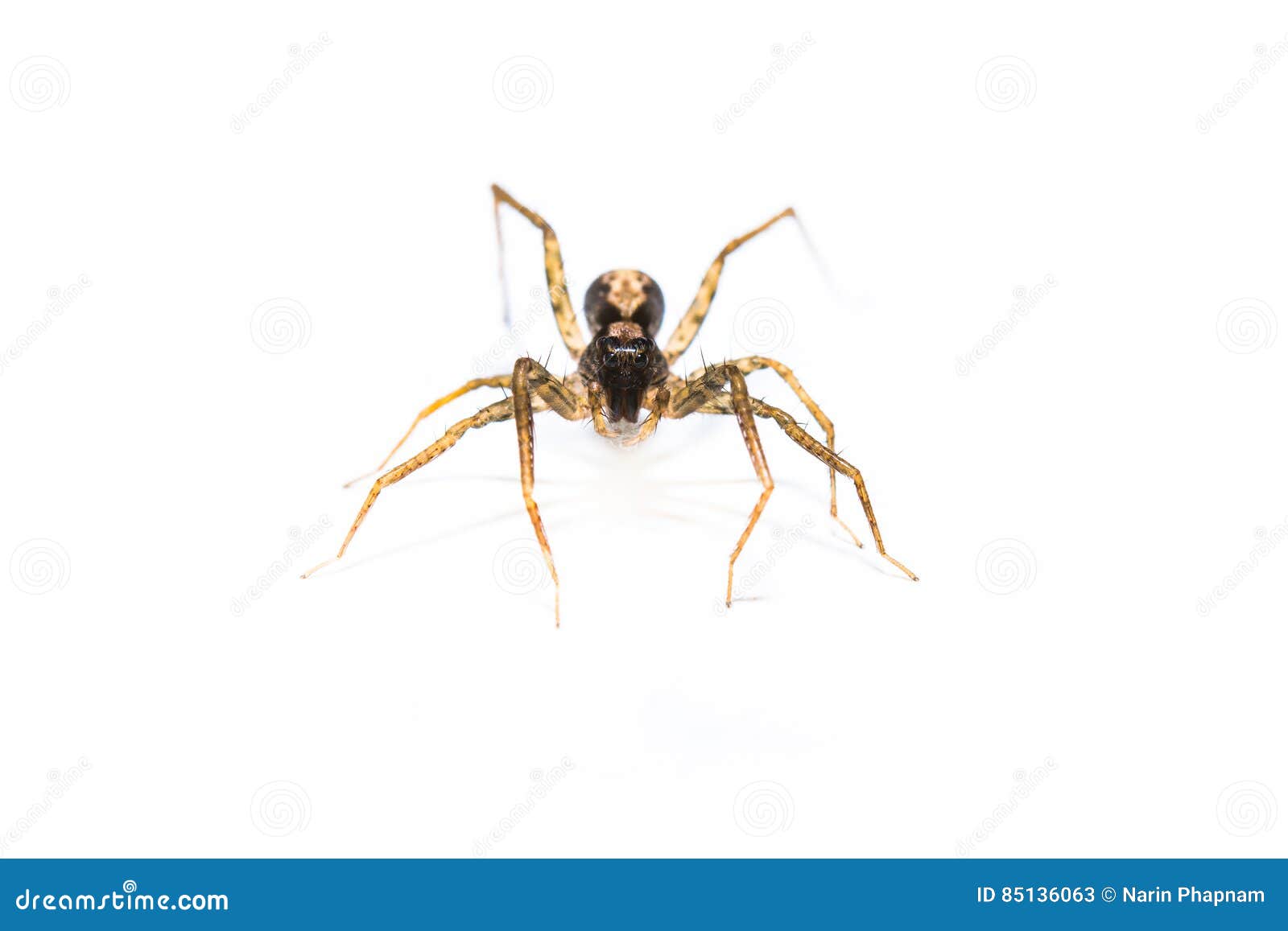 Predator Spider Jumpingb Animal Closeup Front View Macro Stock Image ...