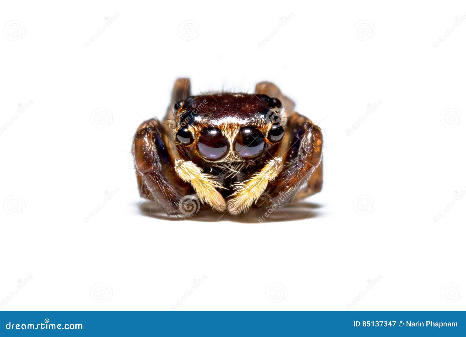 Predator Spider Jumpingb Animal Closeup Front View Stock Image - Image ...