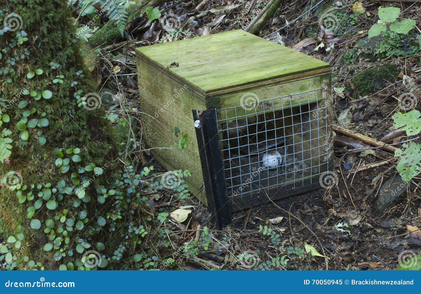 Predator trap stock image. Image of cage, pest, zealand - 70050945