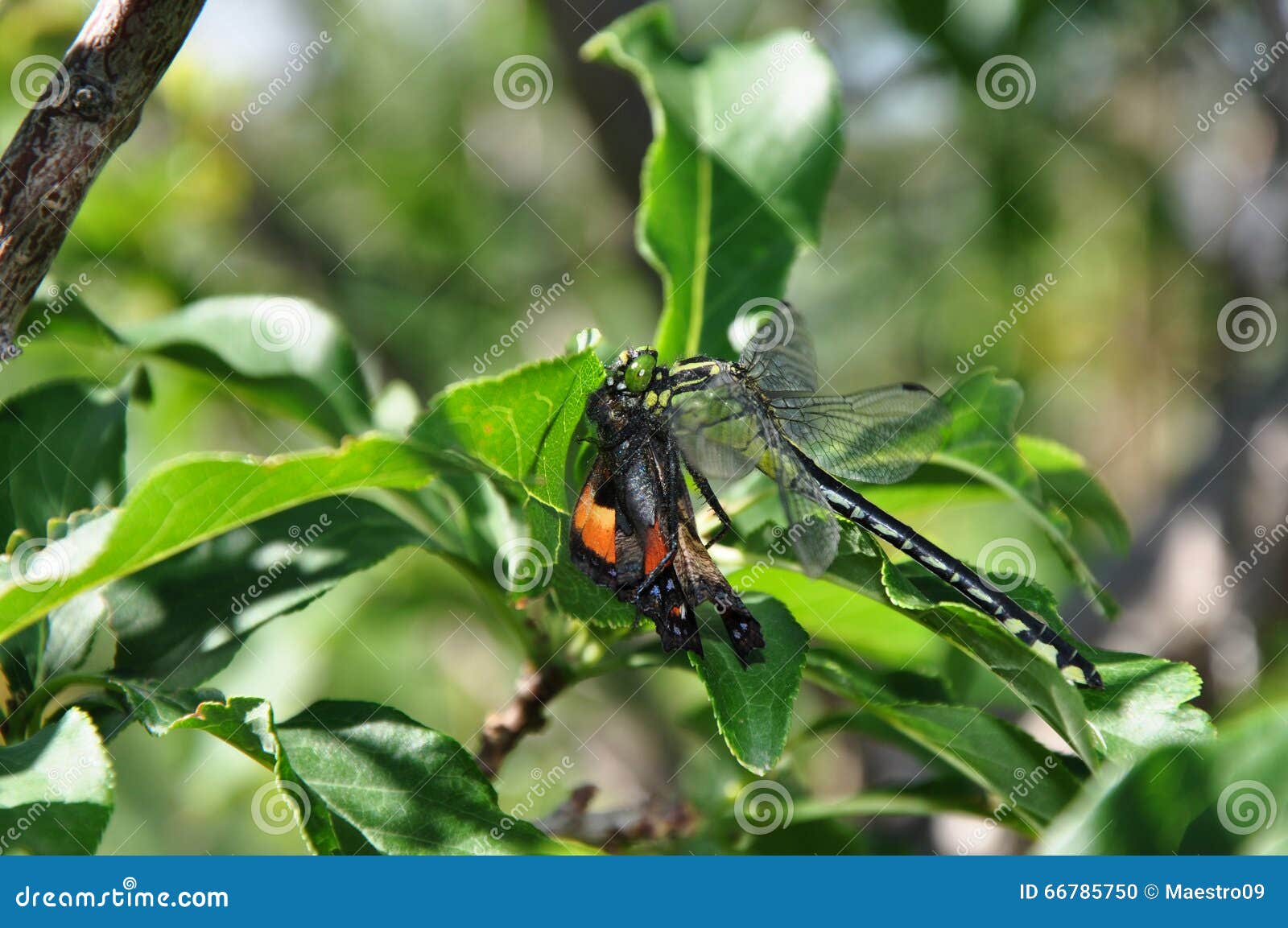 Predator and victim stock photo. Image of eating, murder - 66785750