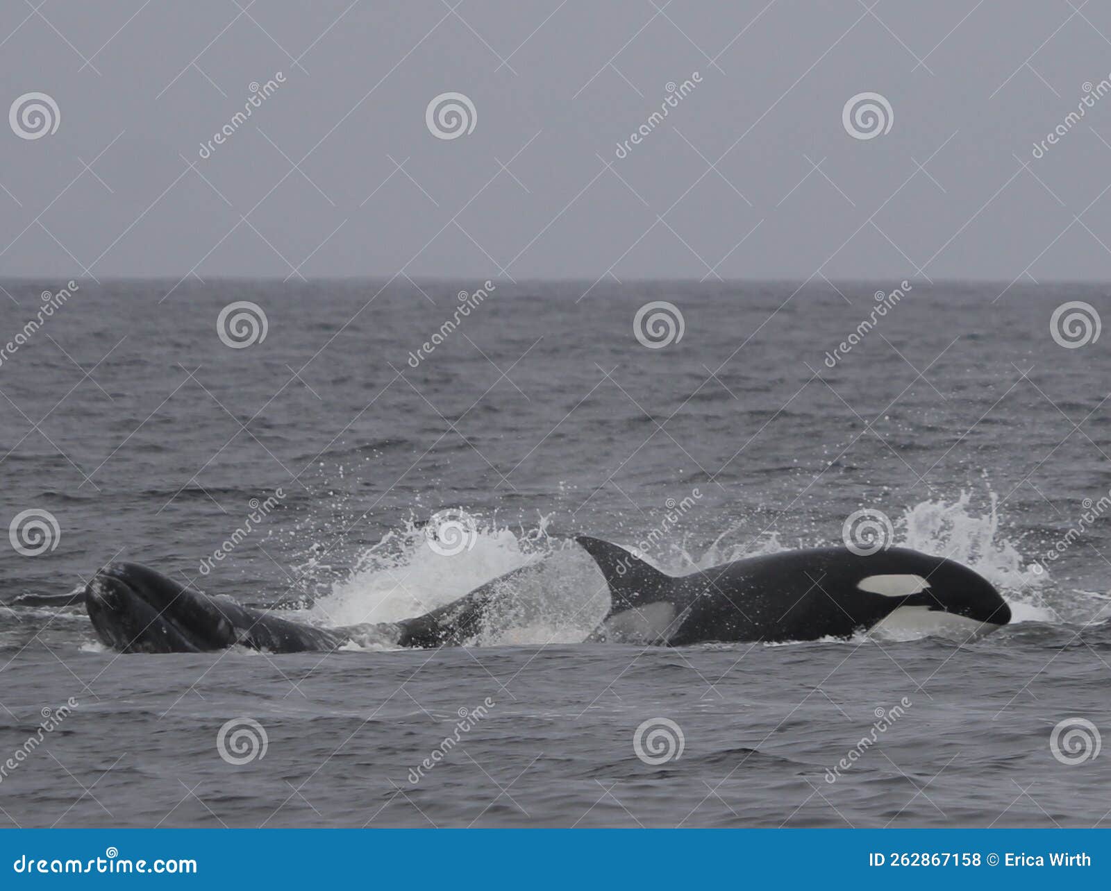 Orca Attacking Grey Whale stock photo. Image of prey - 262867158
