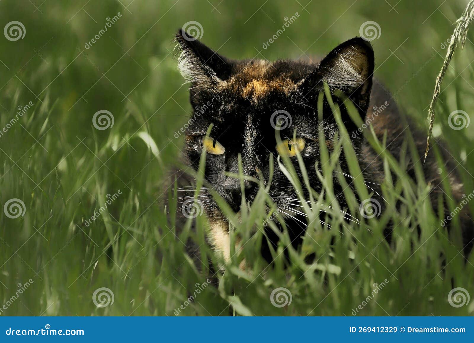 Predator in wait stock image. Image of plant, nature - 269412329