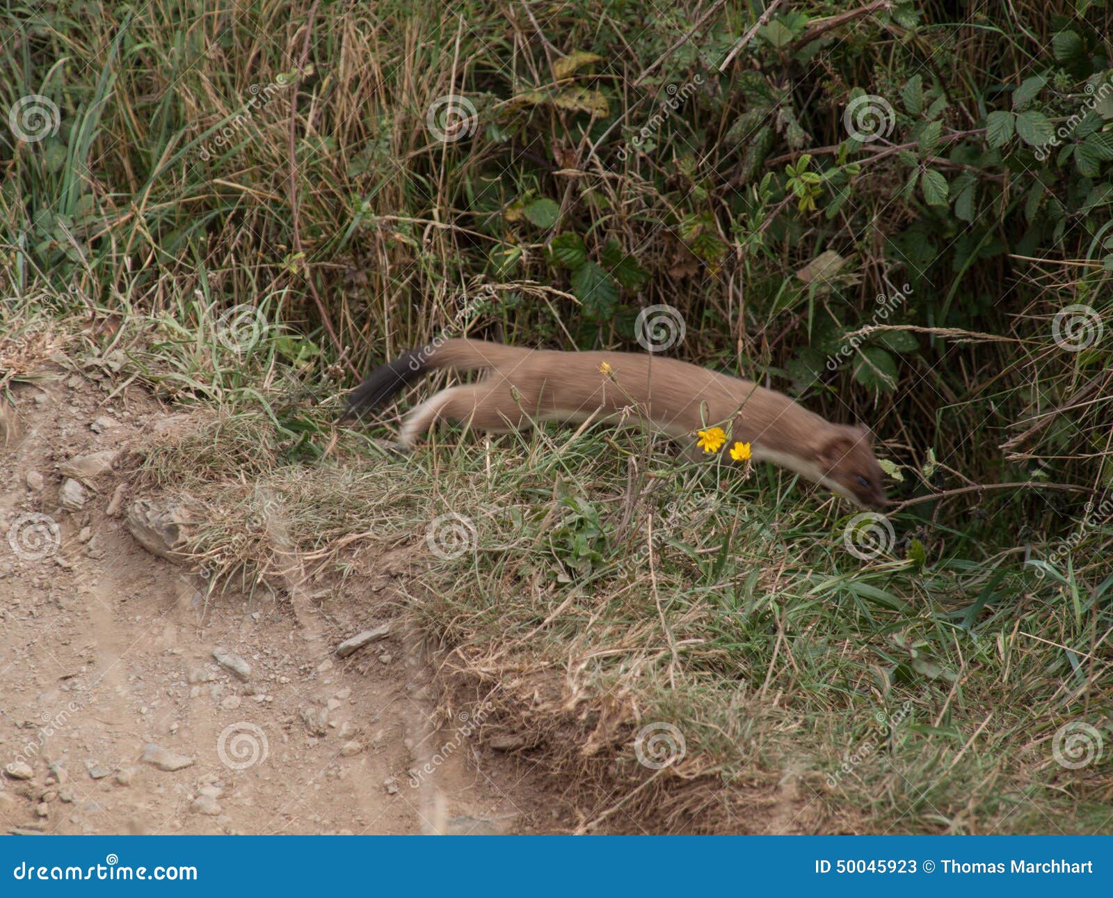 Predator stock image. Image of predator, british, small - 50045923