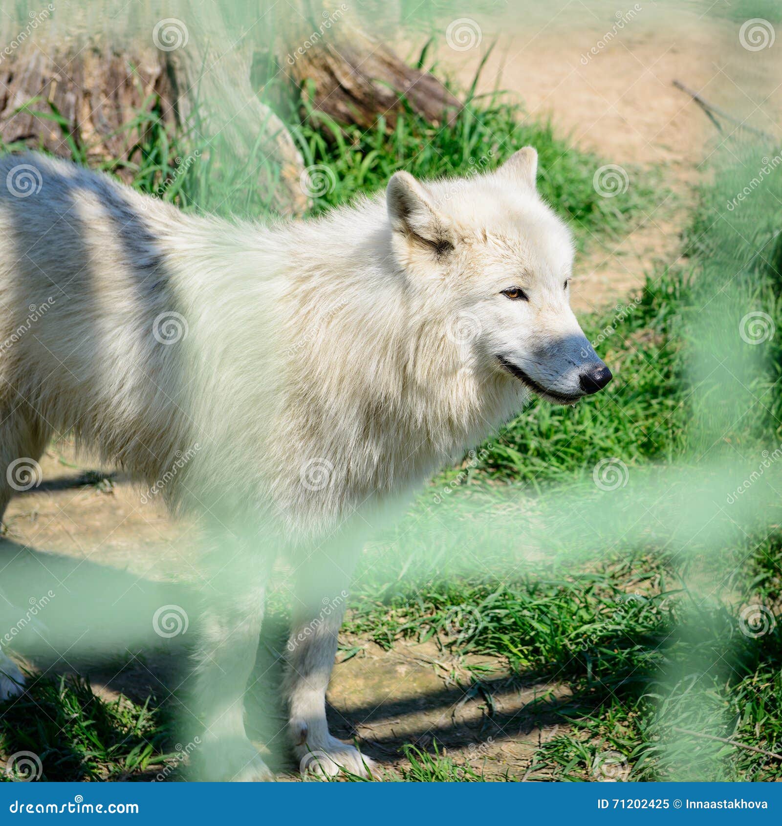 Predator white fluffy wolf stock image. Image of predators - 71202425