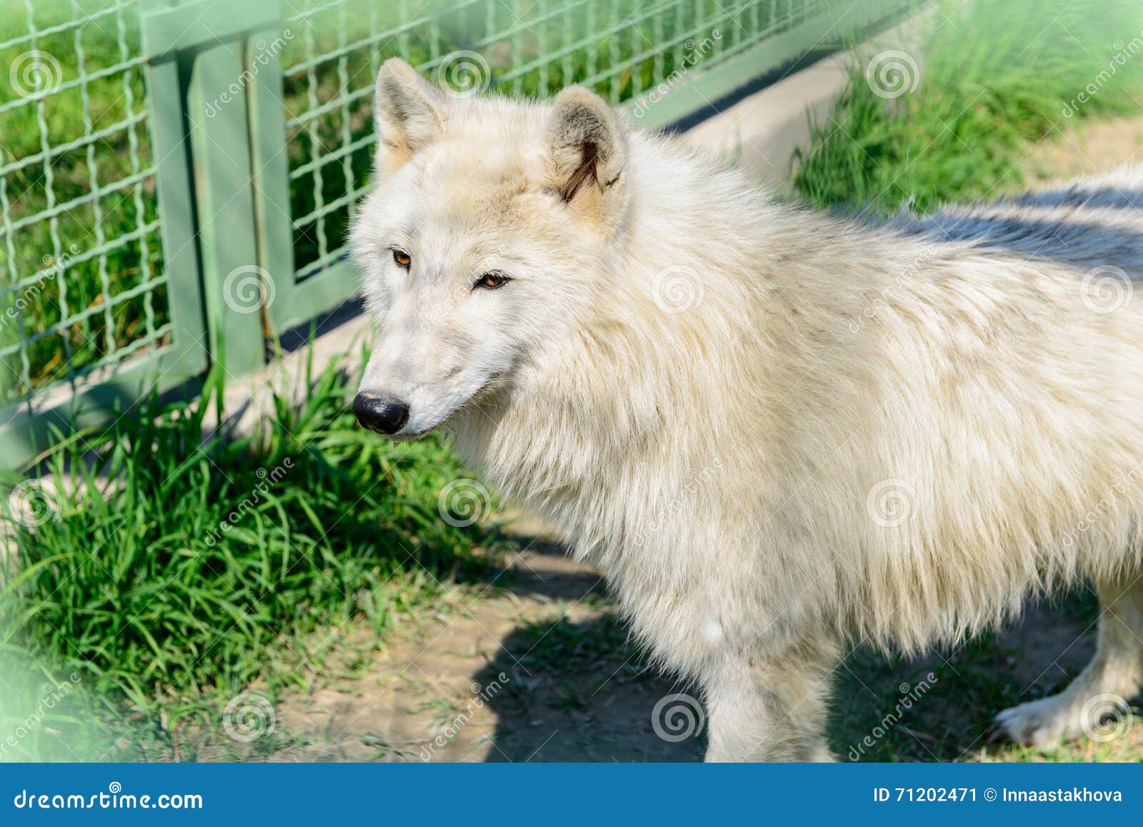 Predator white fluffy wolf stock image. Image of wilderness - 71202471