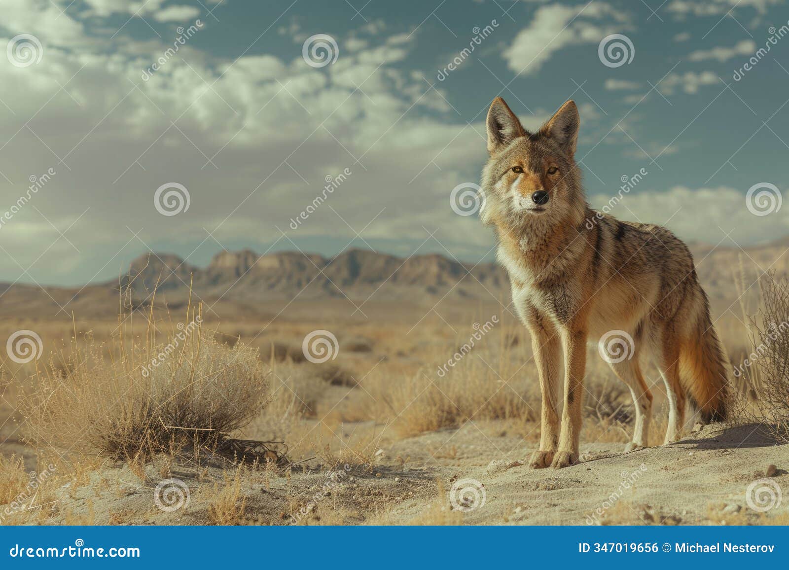 Predator Wild Coyote in the Desert Stock Photo - Image of heat ...