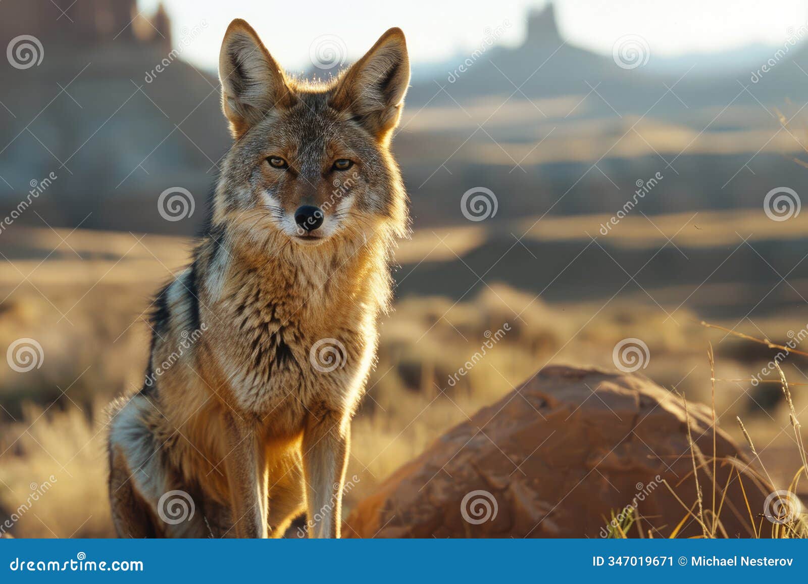 Predator Wild Coyote in the Desert Stock Image - Image of field ...