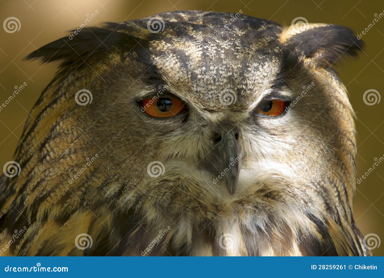 Predatore alato immagine stock. Immagine di giorno, testa - 28259261