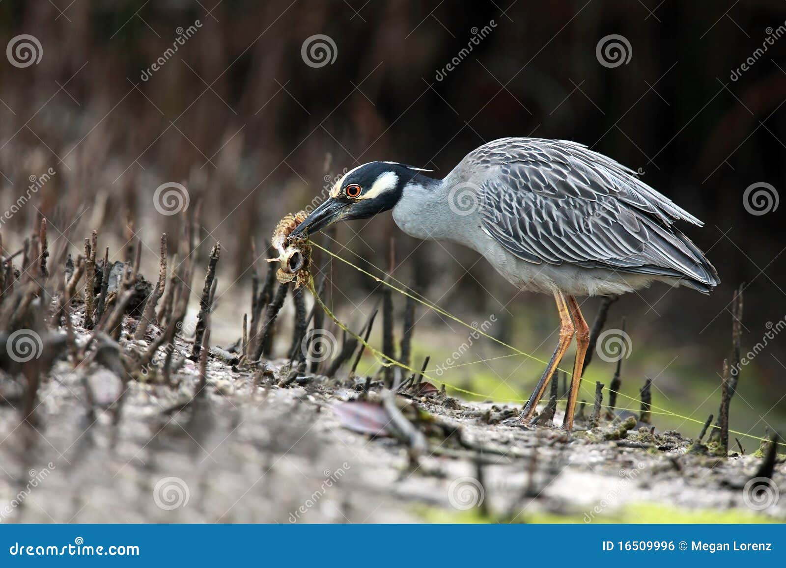 Predatore e preda fotografia stock. Immagine di notte - 16509996