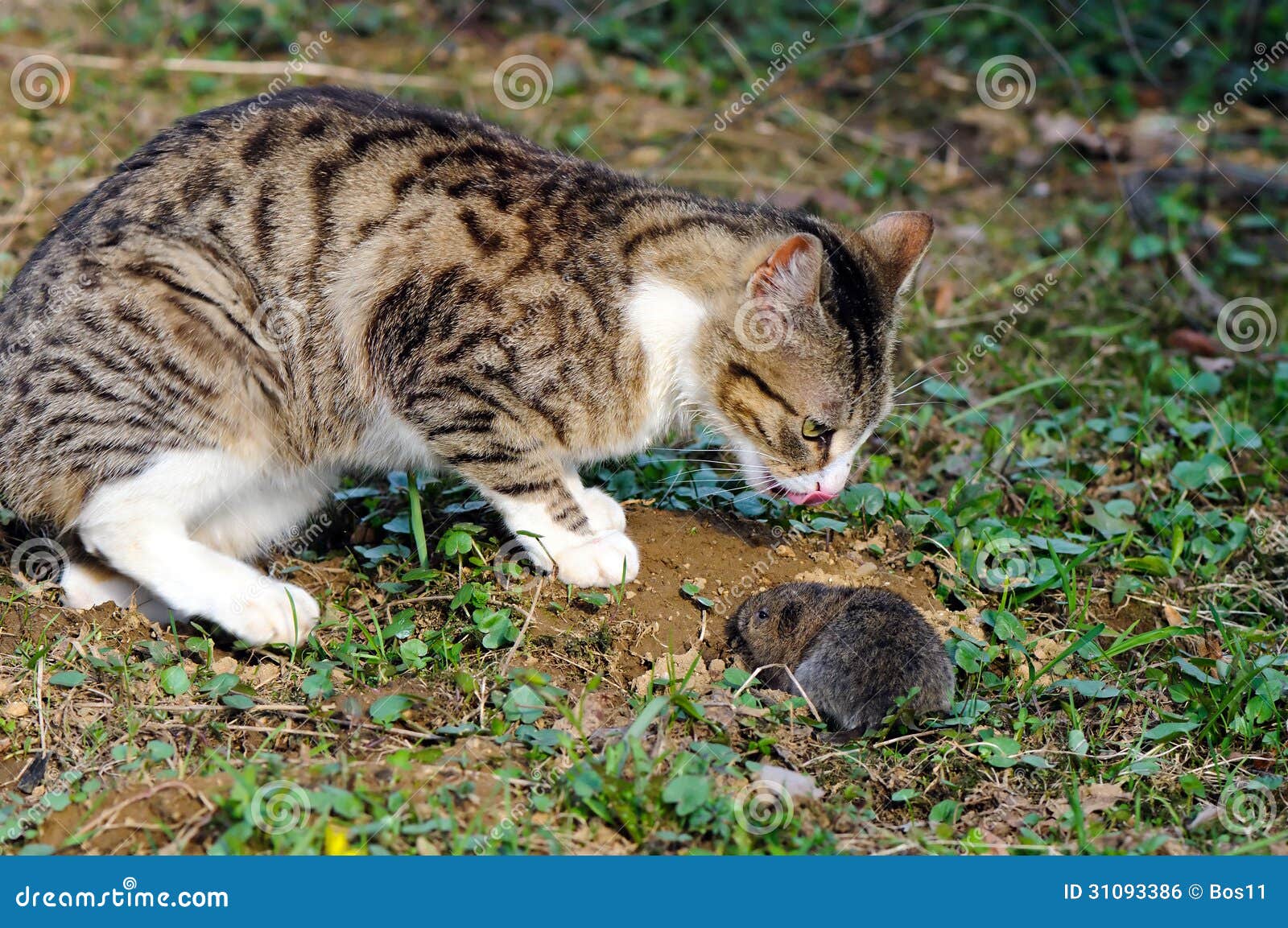 Predatore e preda fotografia stock. Immagine di morte - 31093386