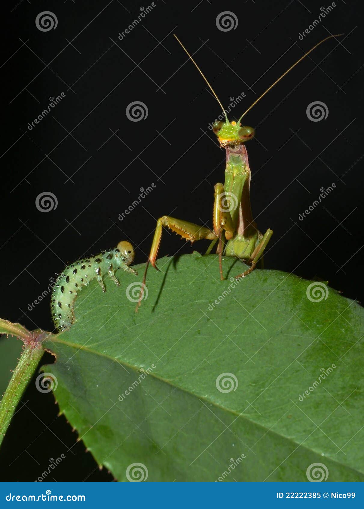 Predatore E Preda Faccia a Faccia Immagine Stock - Immagine di ...