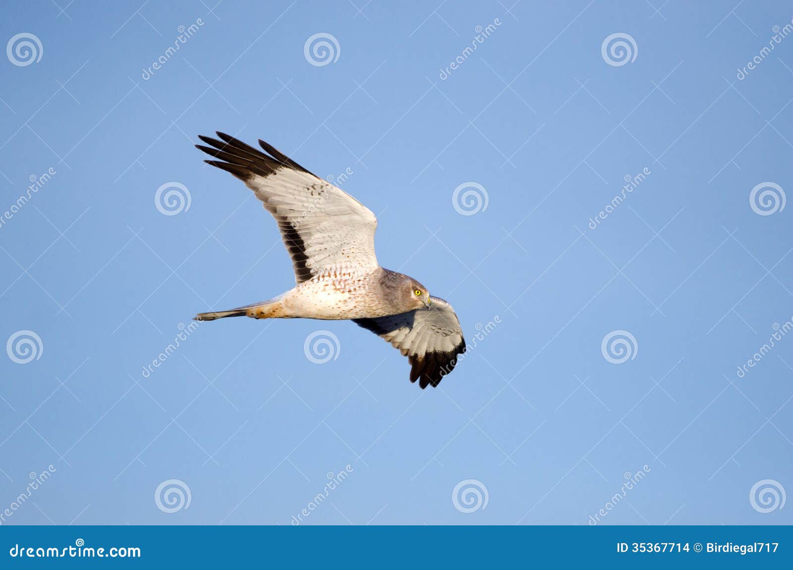 Predatore Nordico in Volo, Marsh Hawk Fotografia Stock - Immagine di ...