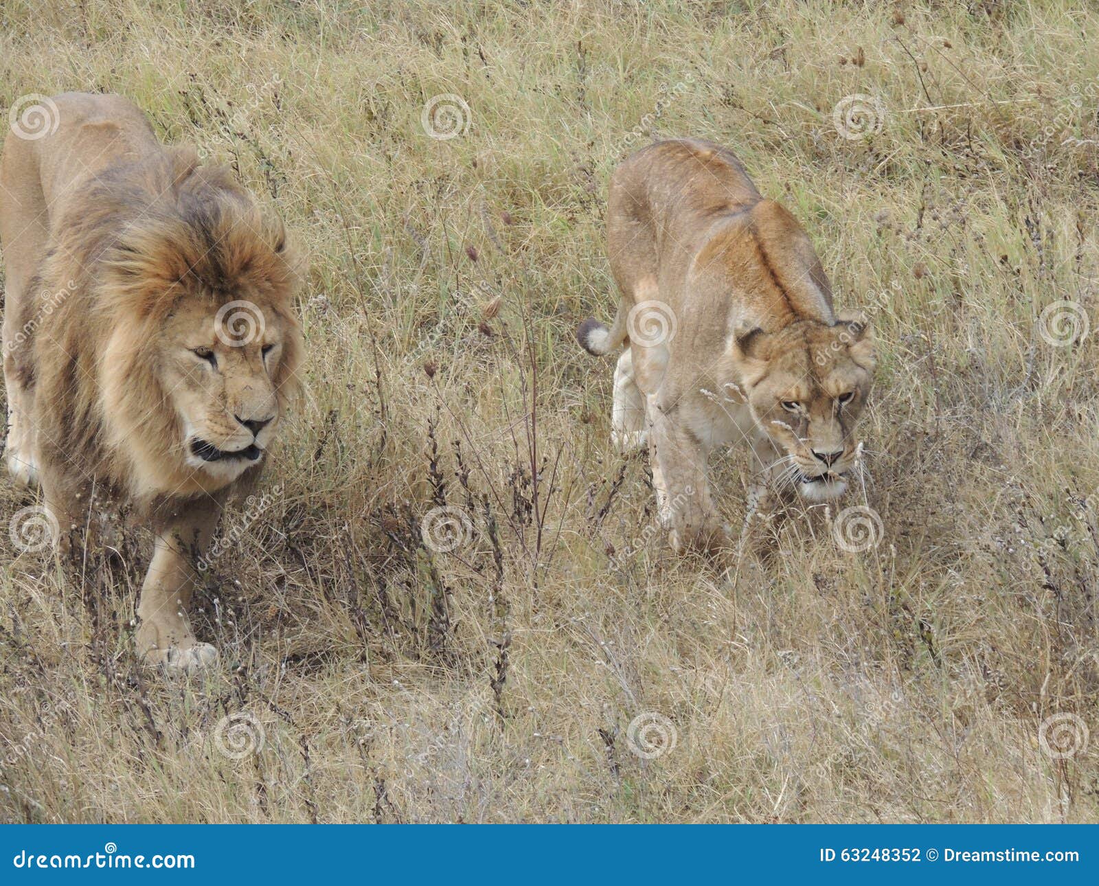 Predatori illustrazione di stock. Illustrazione di diventato - 63248352