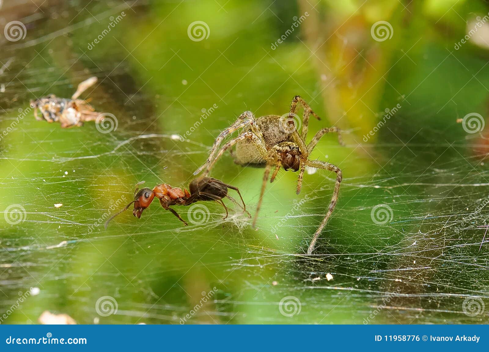 Predators and prey stock photo. Image of insect, macro - 11958776