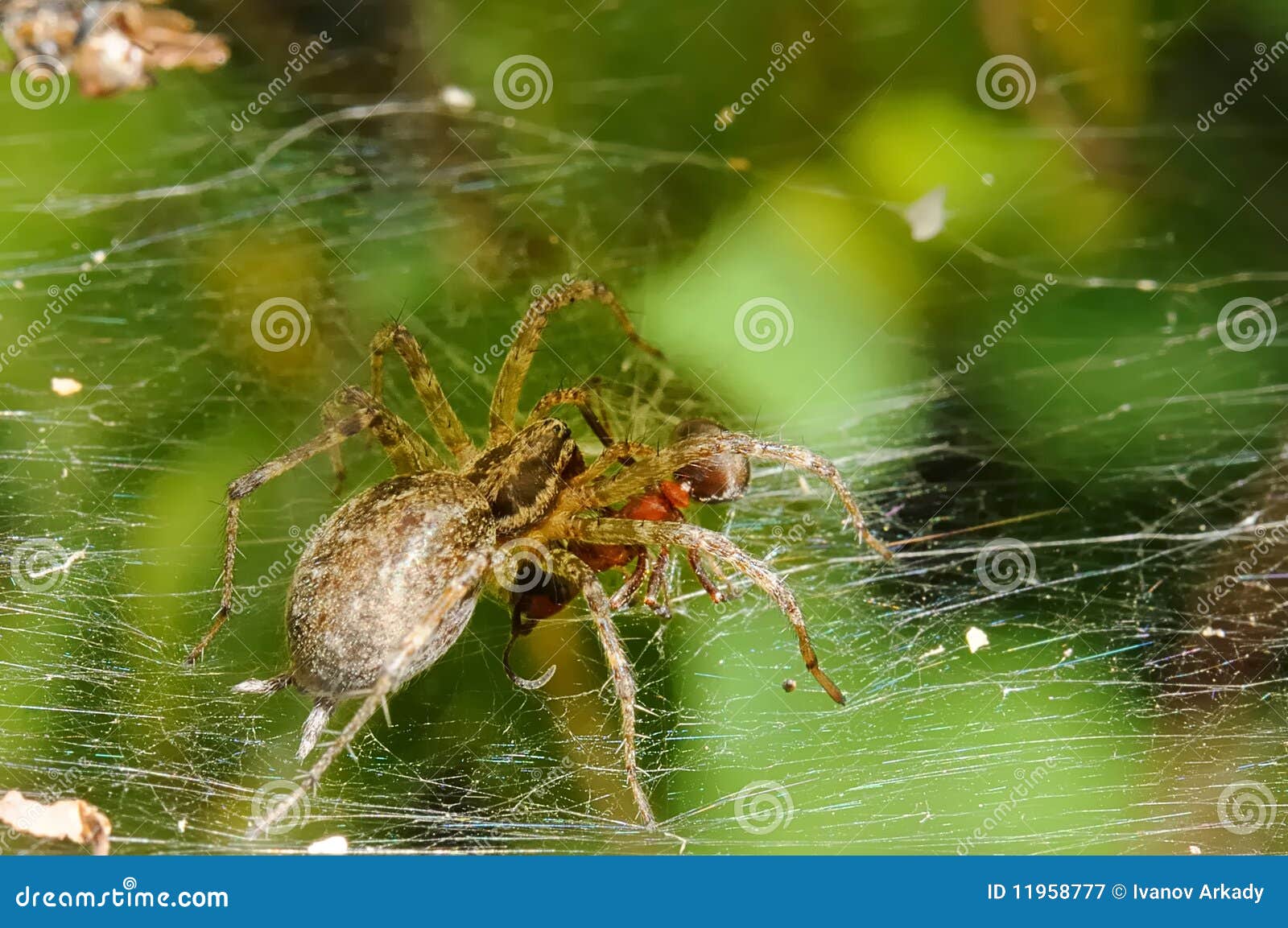 Predators and prey stock image. Image of horror, predators - 11958777