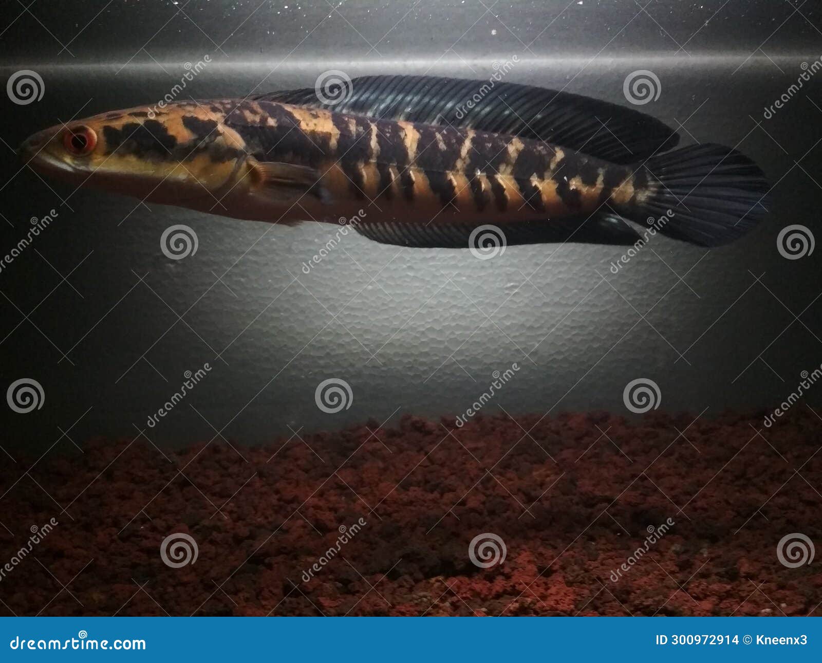 The Predators, a Snakehead Fish Inside the Aquarium Stock Photo - Image ...
