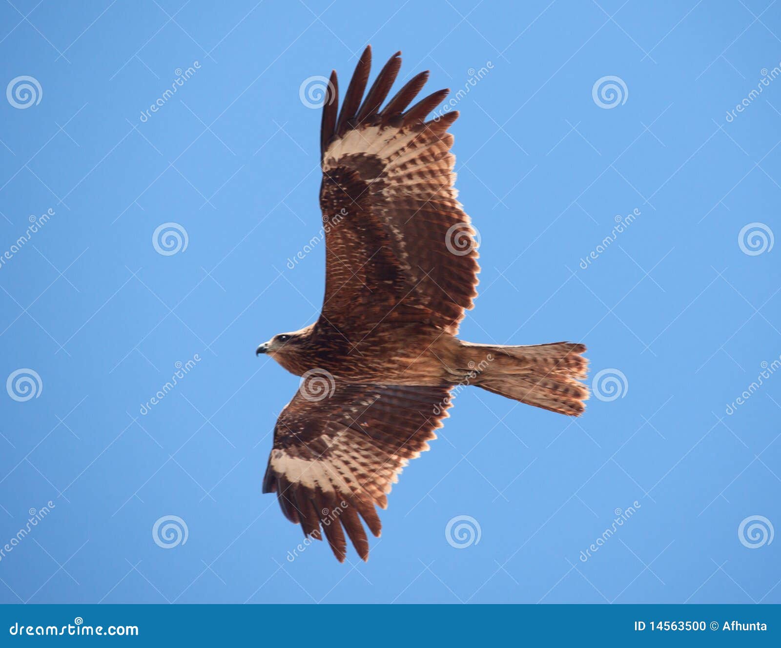 Predatory bird stock photo. Image of flying, flight, predator - 14563500
