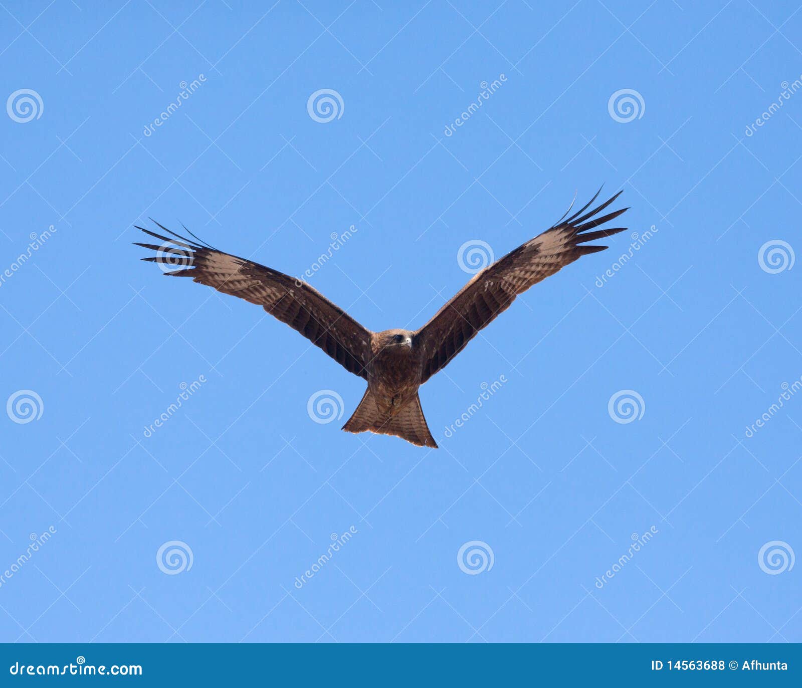 Predatory bird stock photo. Image of predator, strong - 14563688