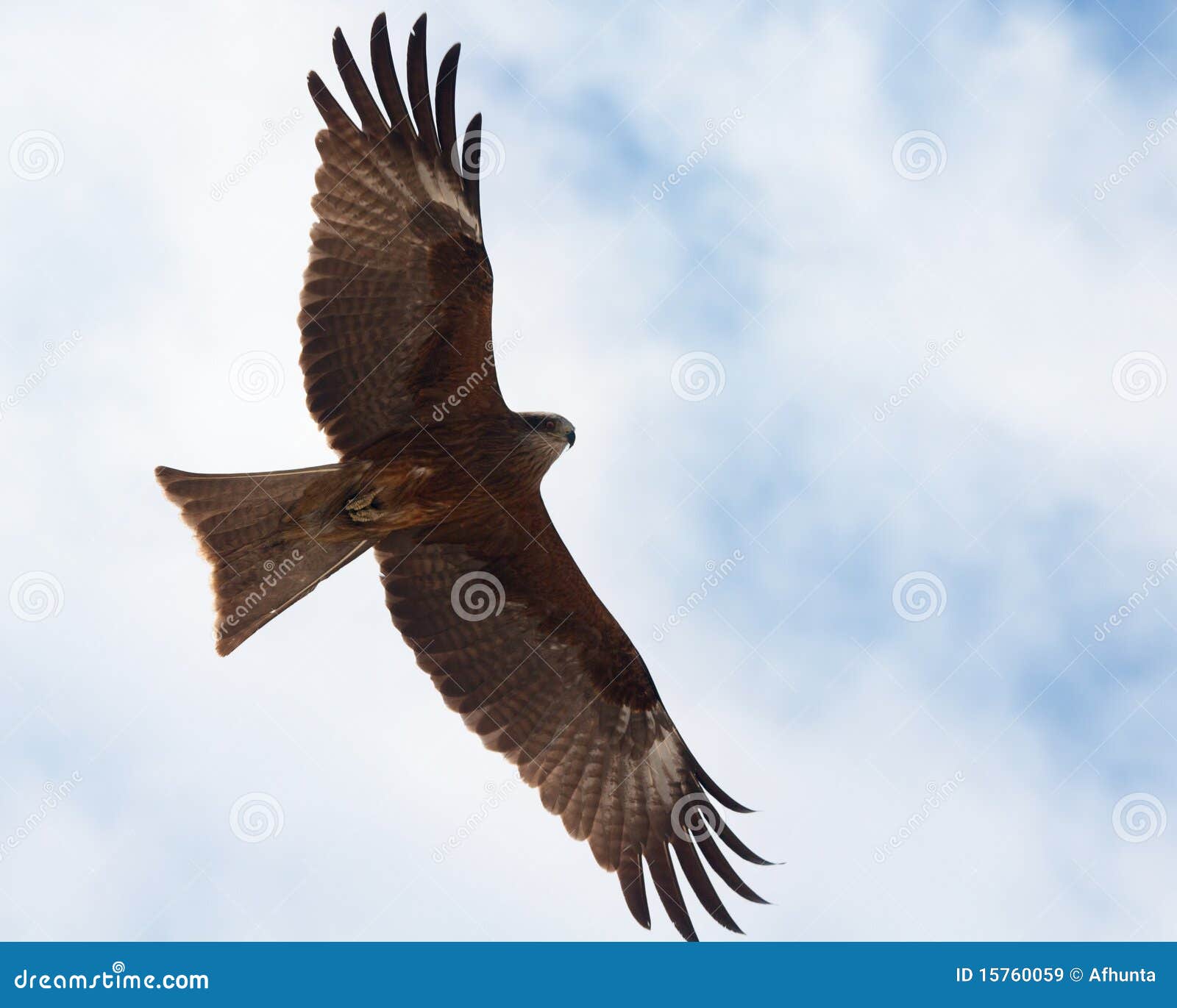 Predatory bird stock image. Image of feathers, colorful - 15760059