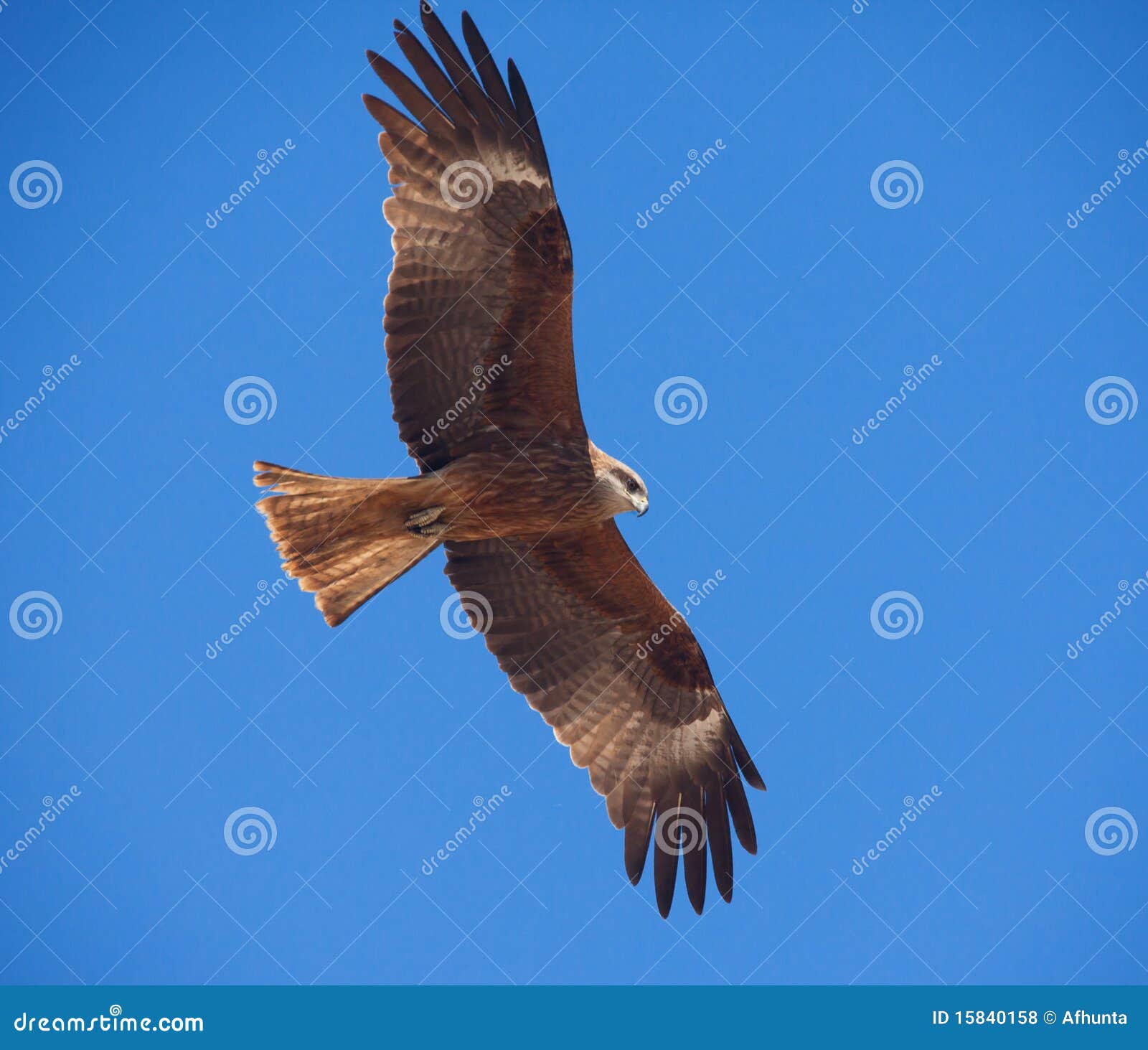 Predatory bird stock photo. Image of adult, buzzard, heavenly - 15840158