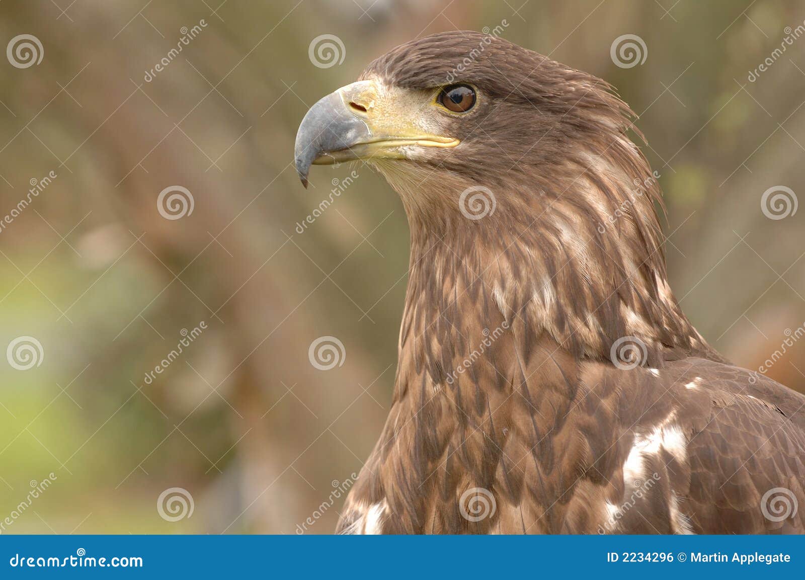 Predatory bird stock photo. Image of hawk, close, nature - 2234296