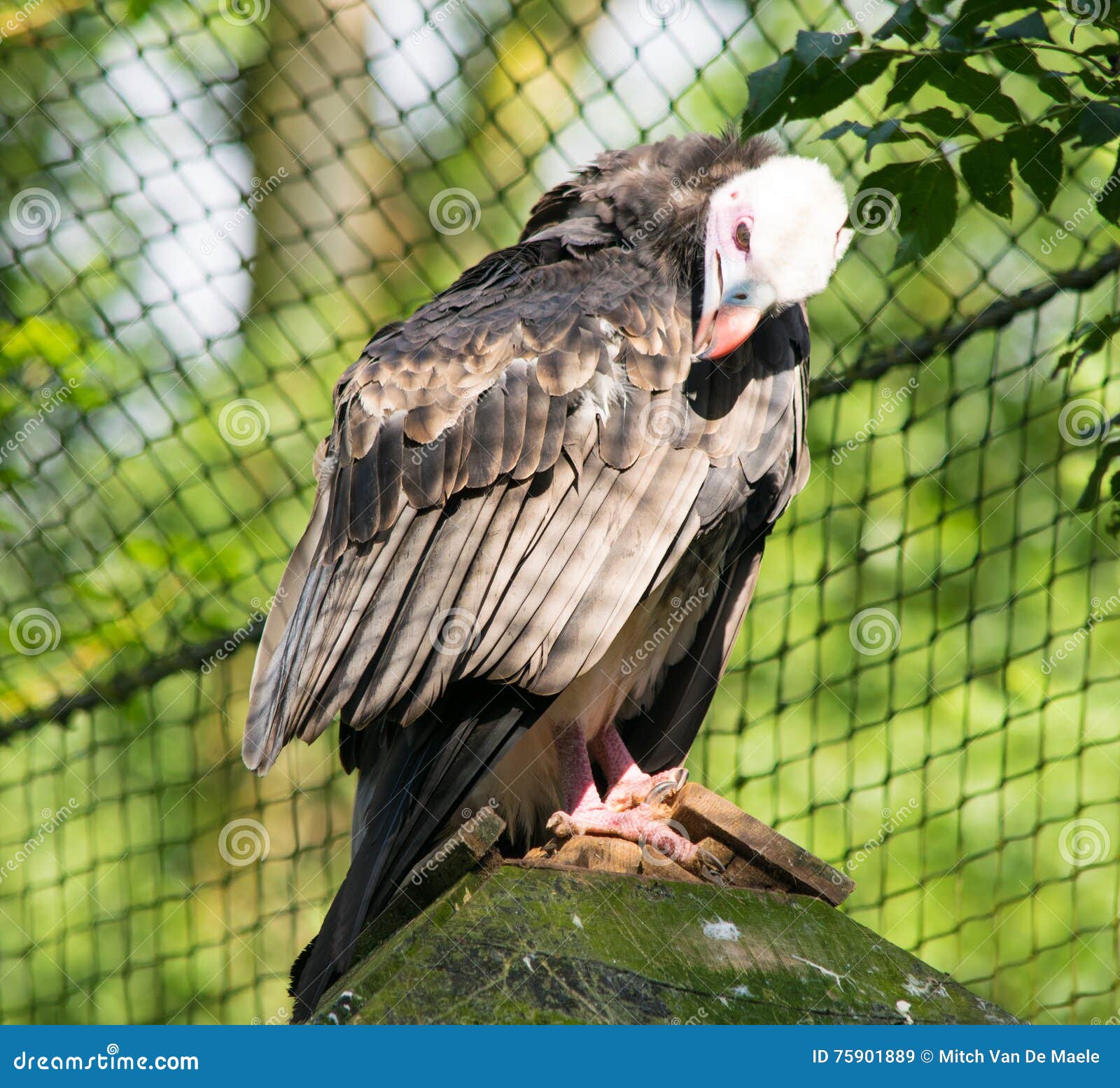 Predatory bird stock image. Image of foreground, female - 75901889