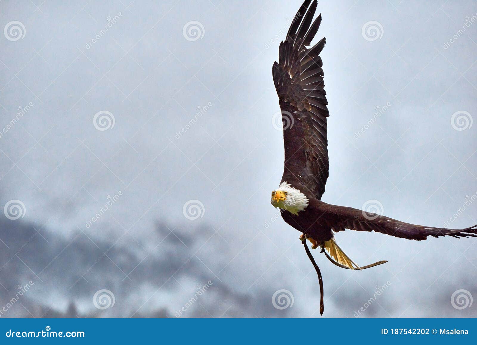 Predatory bird flight stock photo. Image of nature, mammal - 187542202