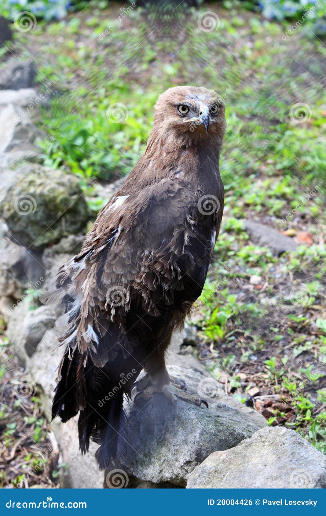 Predatory Bird Hawk Sits on Stone Stock Photo - Image of eagle, hunter ...
