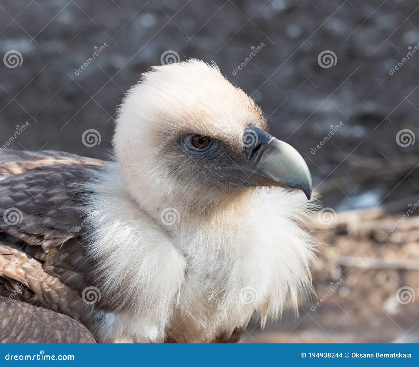 Predatory Bird Head Looks into the Distance Stock Photo - Image of bird ...