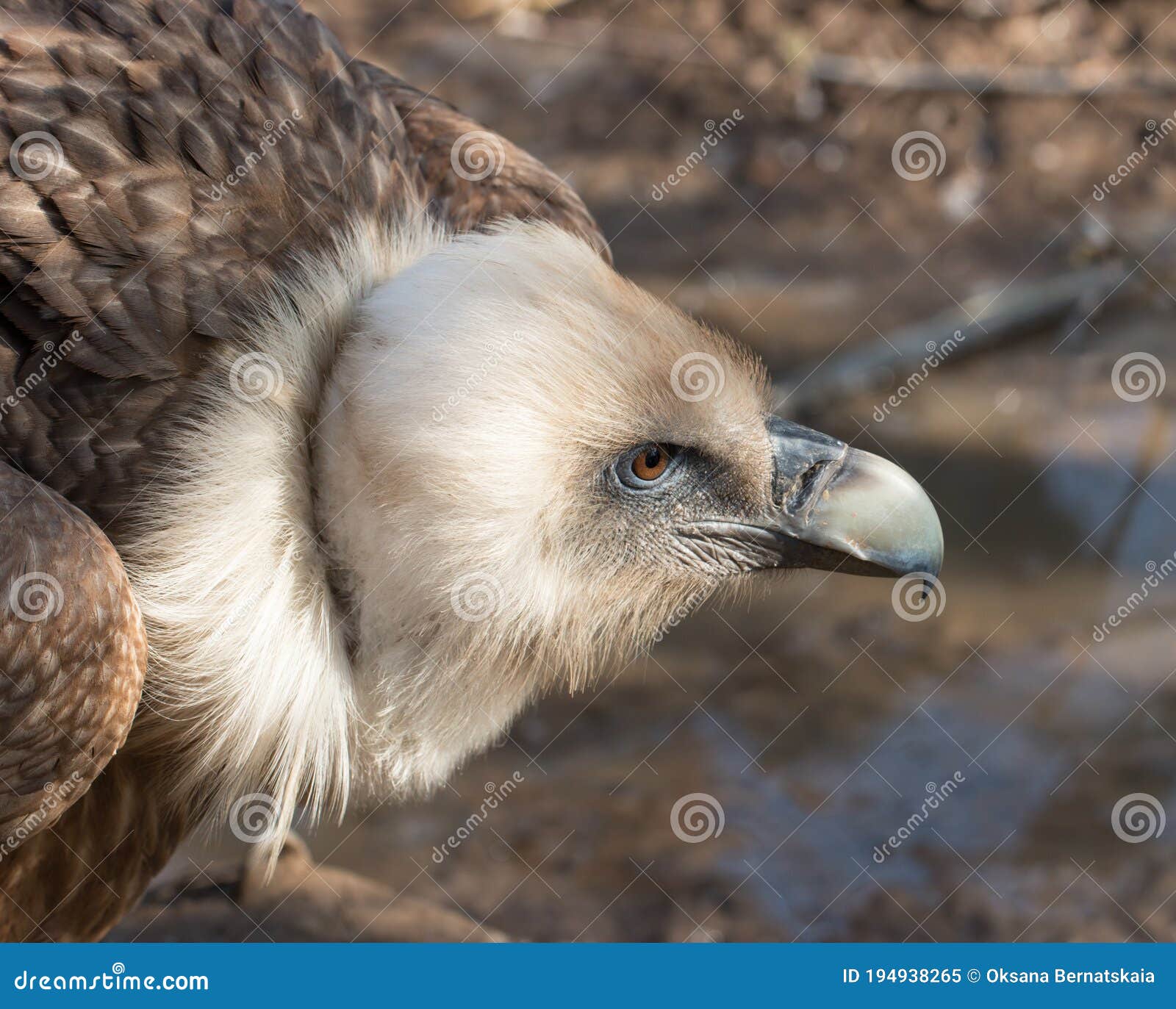 Predatory Bird Head Looks into the Distance Stock Image - Image of ...